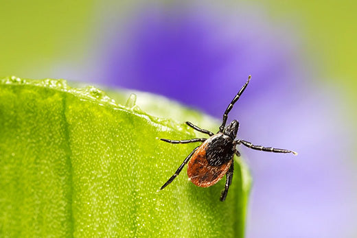 Tick Talk: How Ticks Find and Seek Their Hosts – Mozzie Style