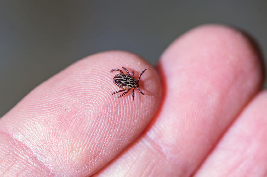 What Are The Most Common Tick-Borne Diseases in the U.S.? – Mozzie Style
